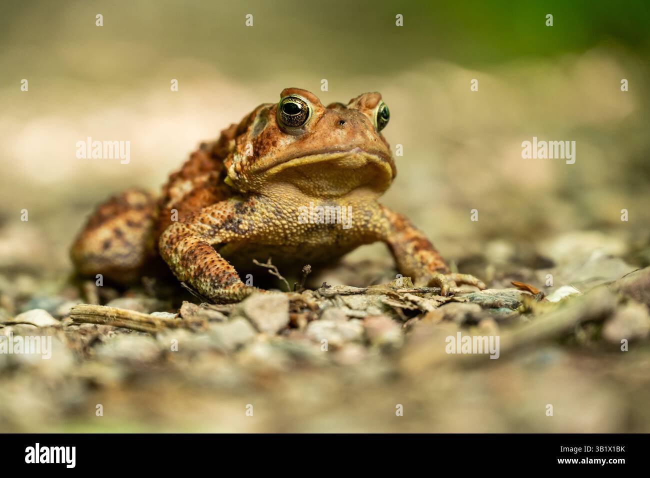 Face of Frog Resting on Trail in Shenandoah National Park Stock Photo ...