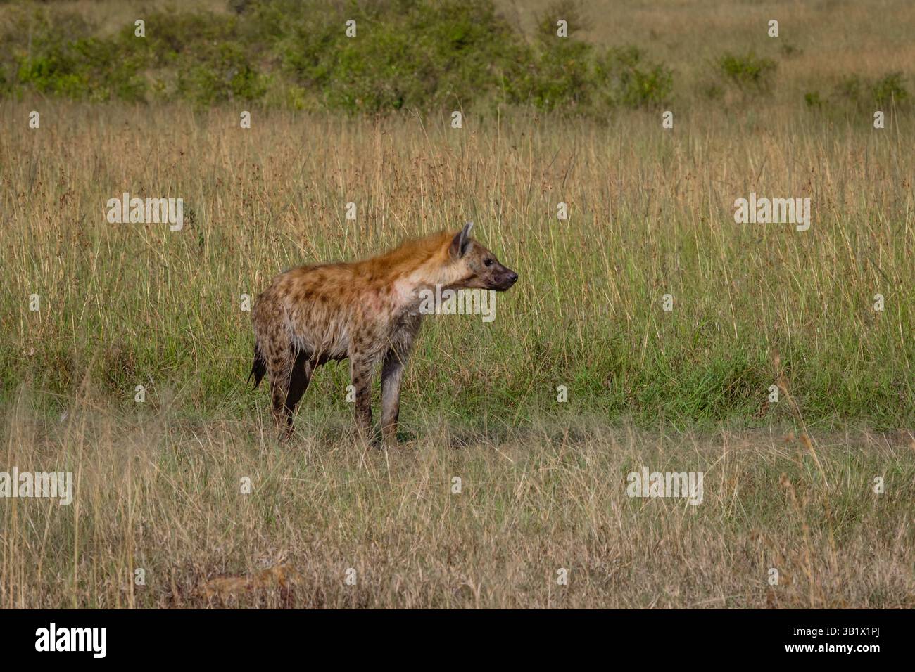 Hyena in grassland hi-res stock photography and images - Alamy