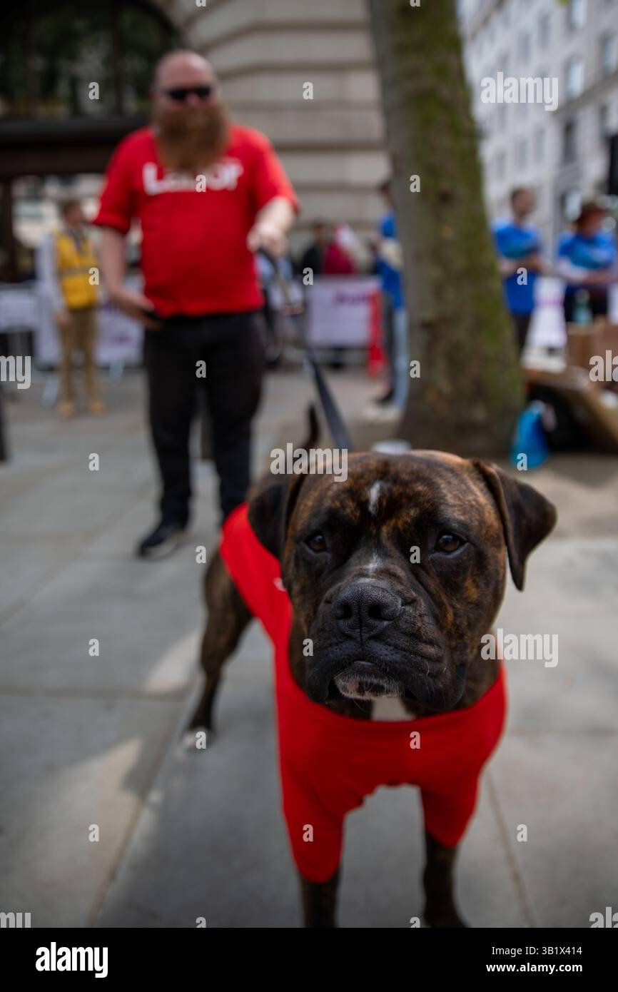 London, UK, 26th April 2025. A dog wearing an Australian Labour Party T ...