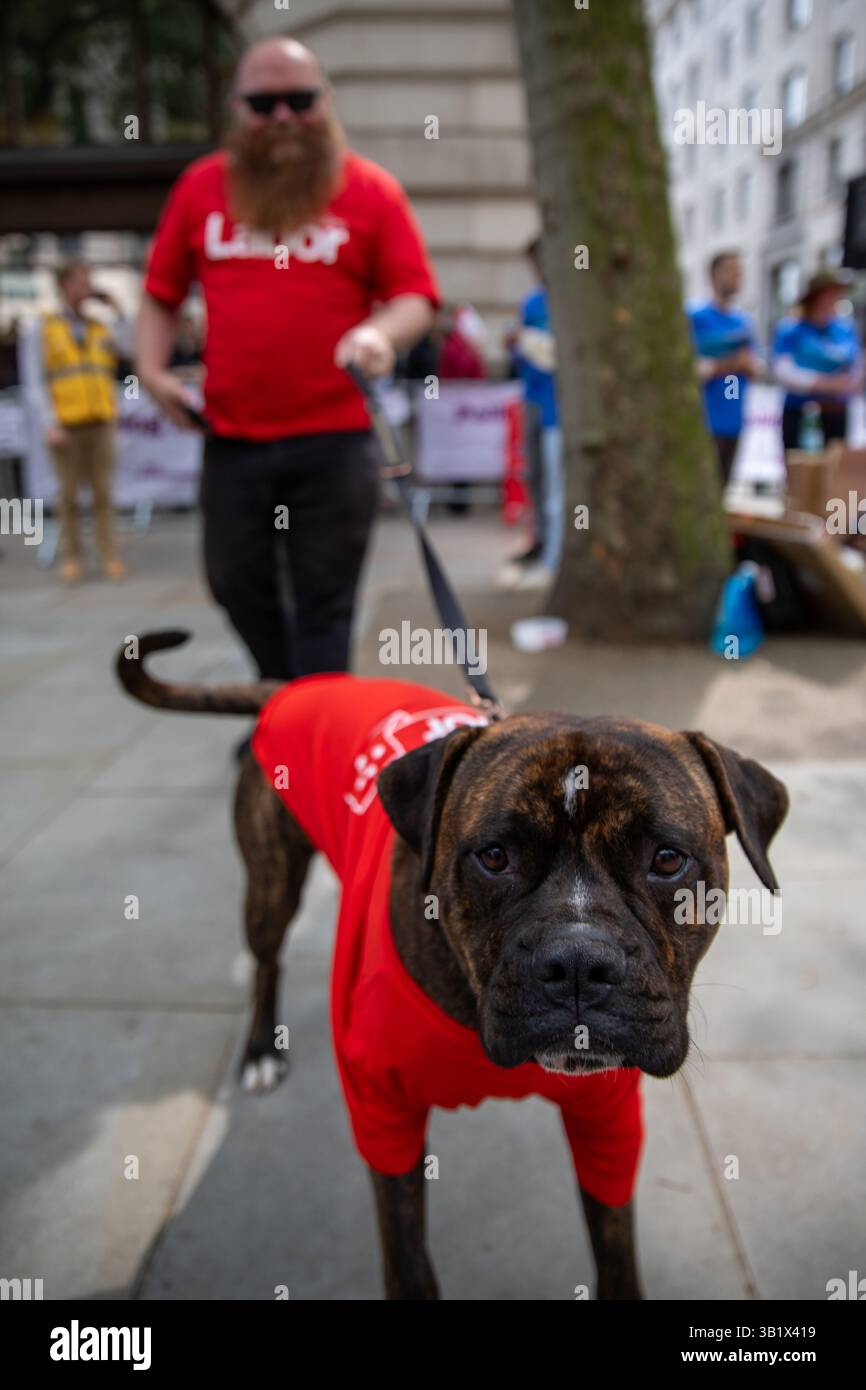 London, UK, 26th April 2025. A dog wearing an Australian Labour Party T ...