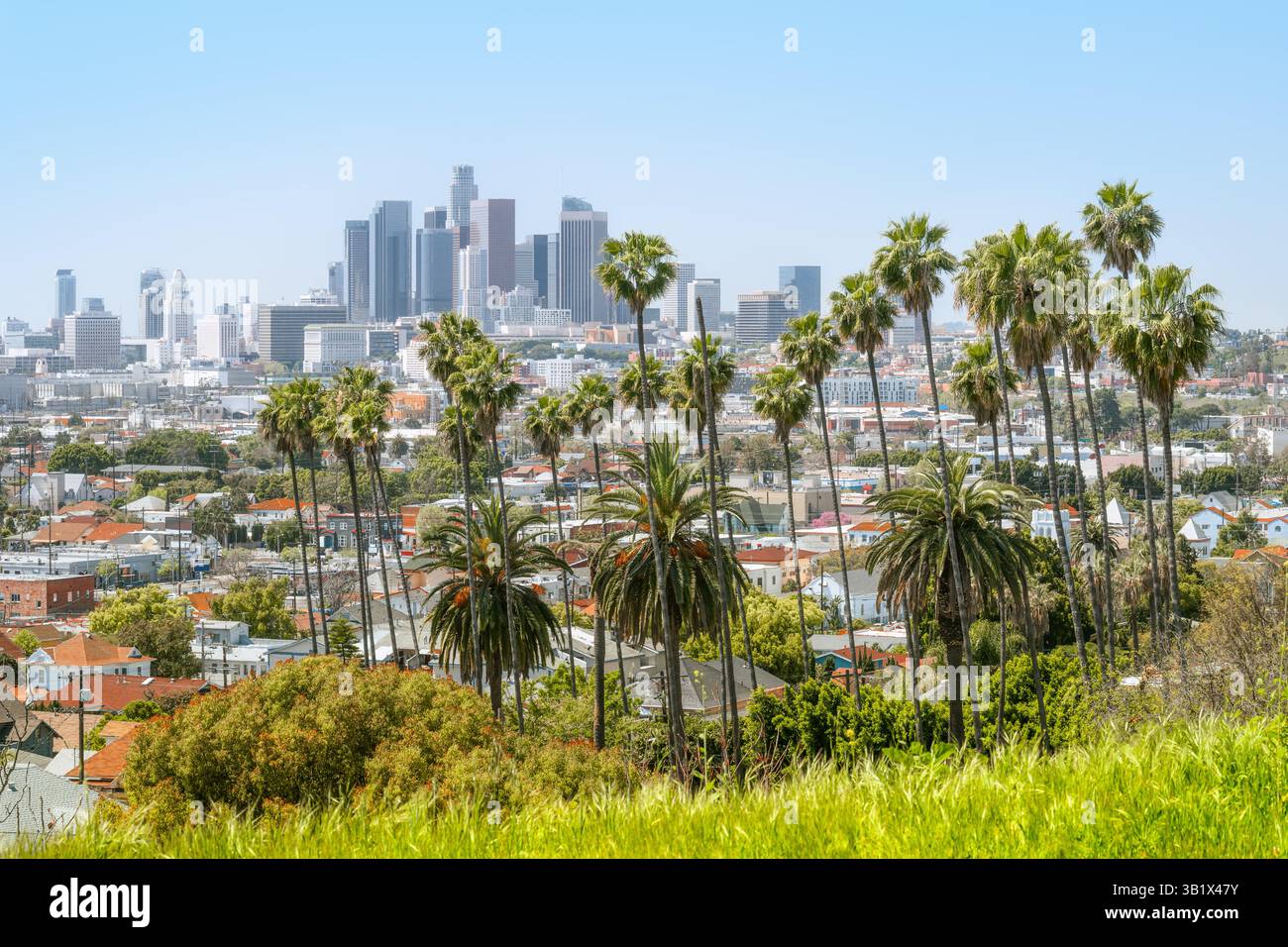 The skyline of los angeles with palm trees Stock Photo - Alamy