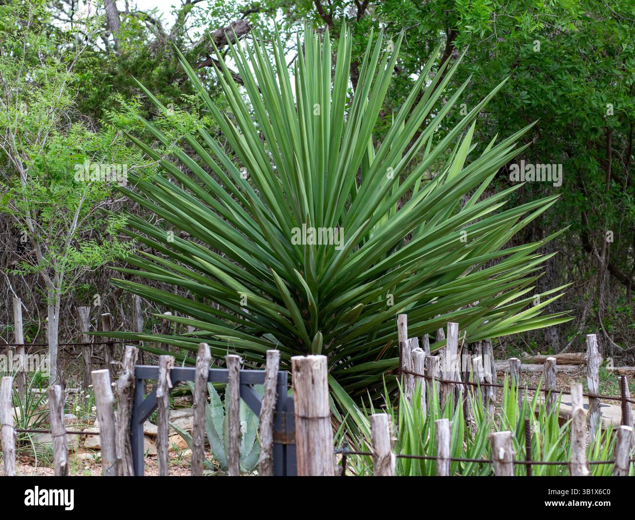 This bold and sculptural yucca, captured at Lady Bird Johnson Municipal ...