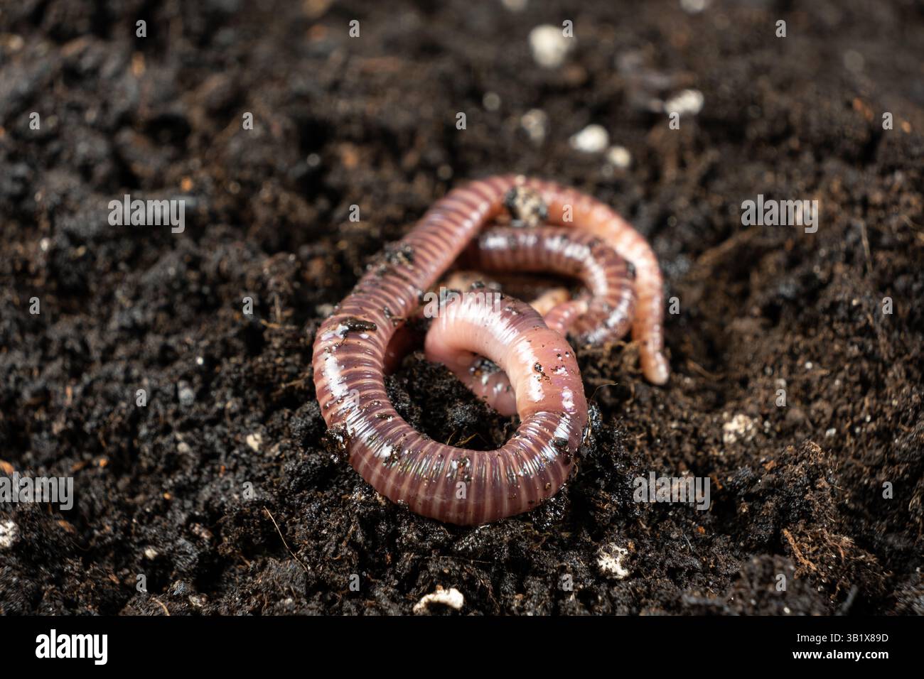 Earthworm Texture and Segments in Close-Up Stock Photo - Alamy