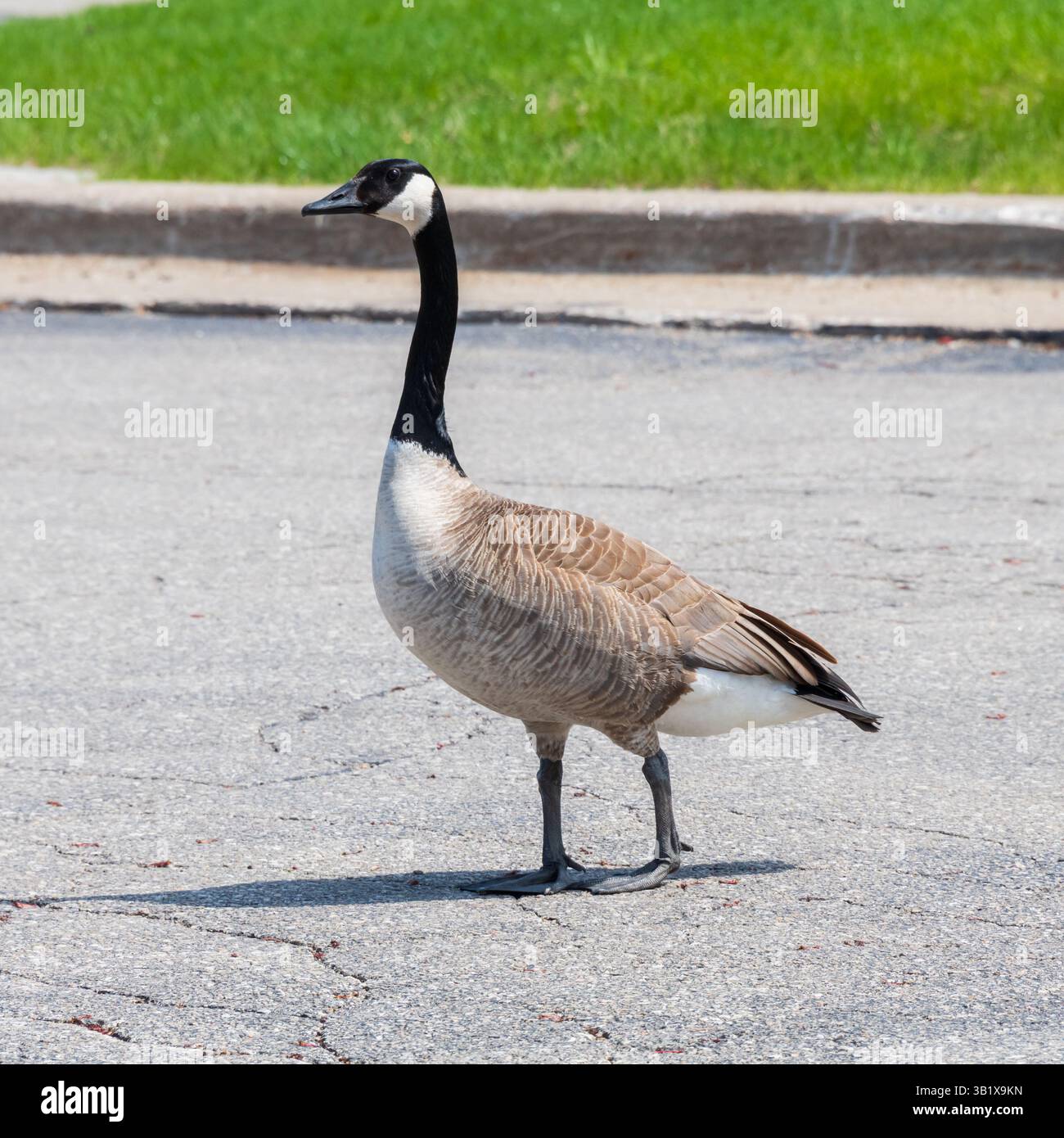 Parking lot wildlife hi-res stock photography and images - Alamy