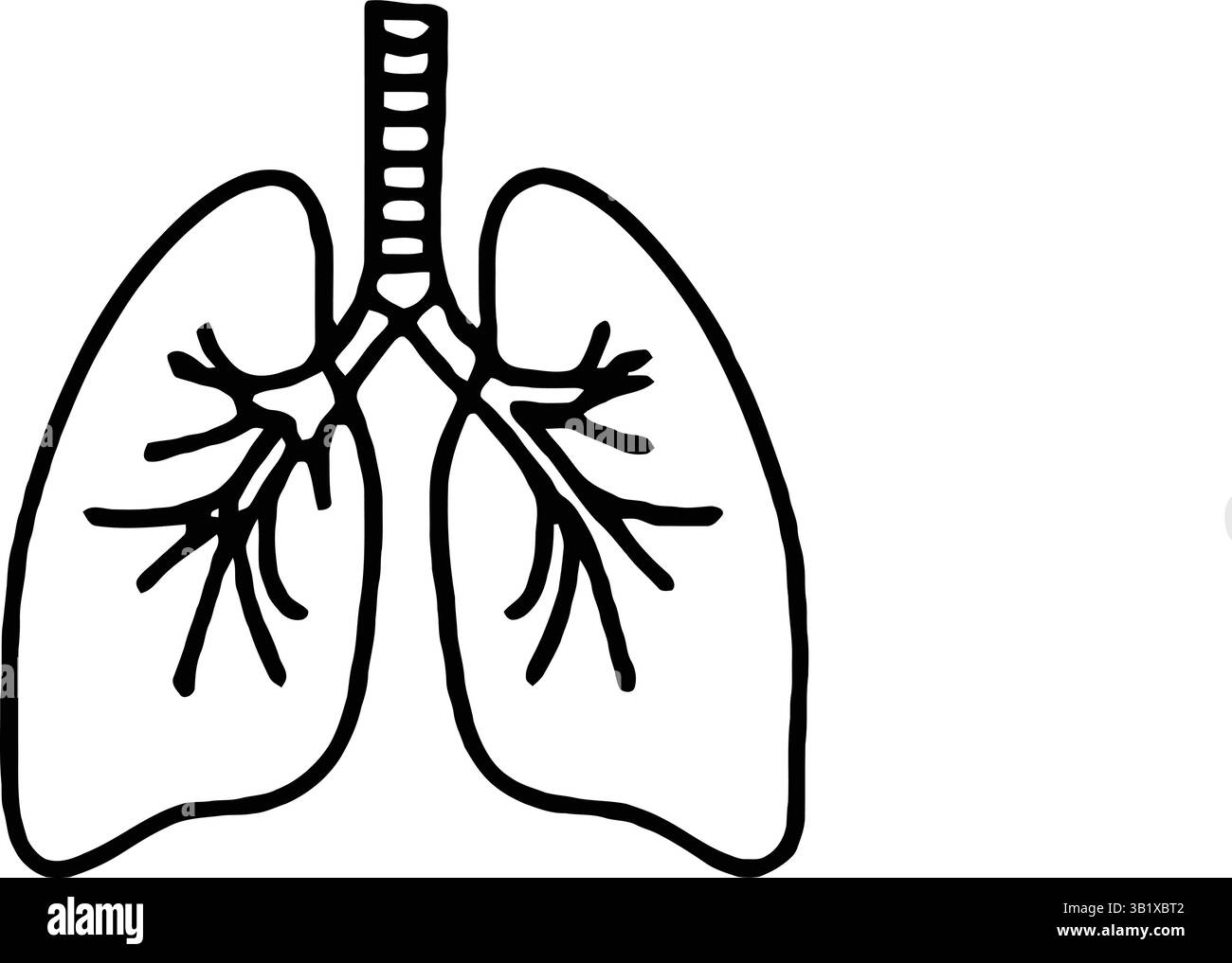 Lungs diagram Black and White Stock Photos & Images - Alamy