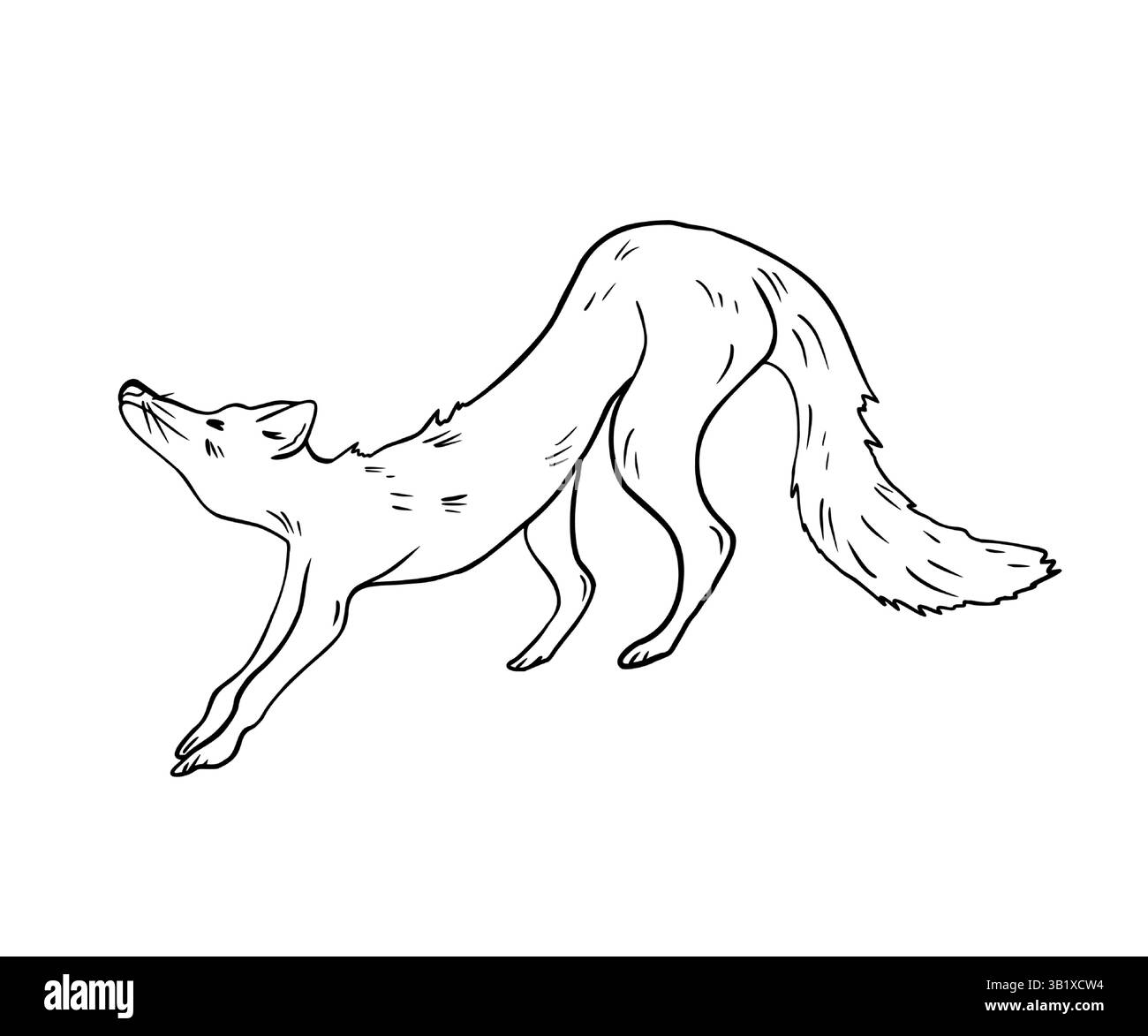 Fox wake up black white hand drawn vector illustration. Wild animal ...