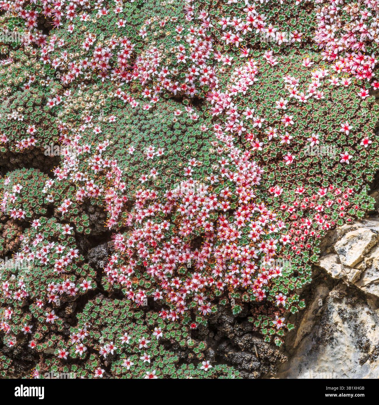 Mt d0052 hi-res stock photography and images - Alamy