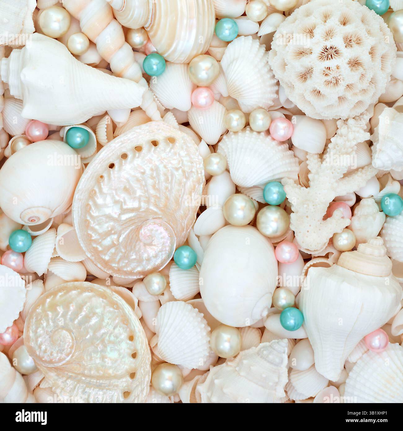 Seashells and colored oyster pearls background with white shells ...