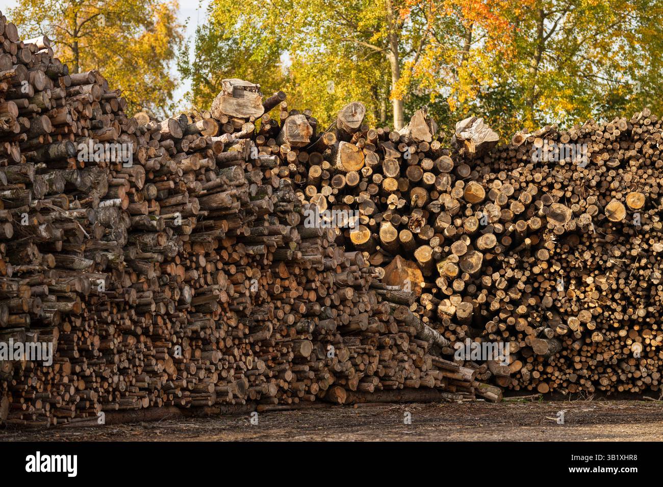 Pile logs waiting transport hi-res stock photography and images - Alamy