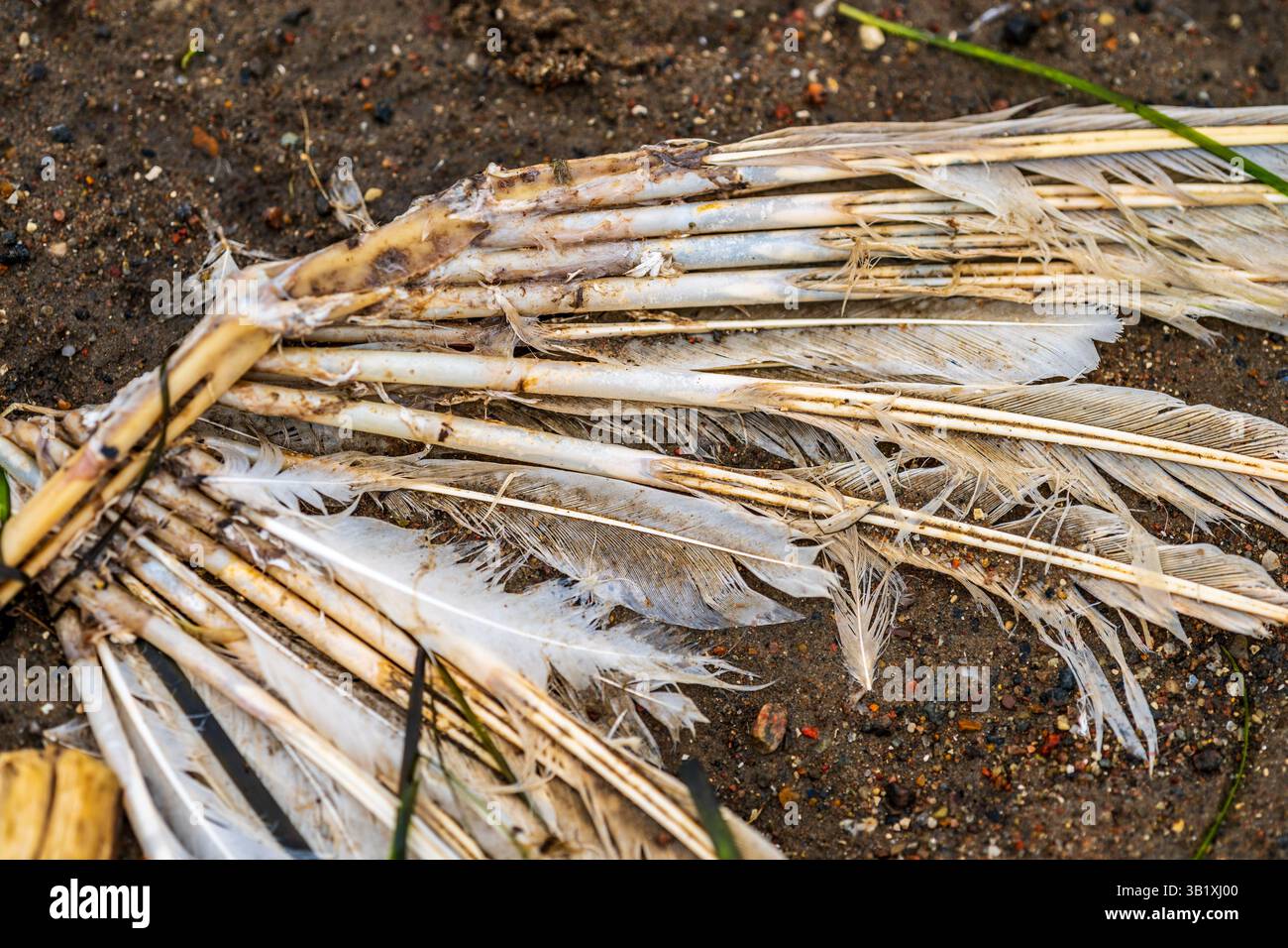weathered bird feathers on dirt and pebbles Stock Photo - Alamy