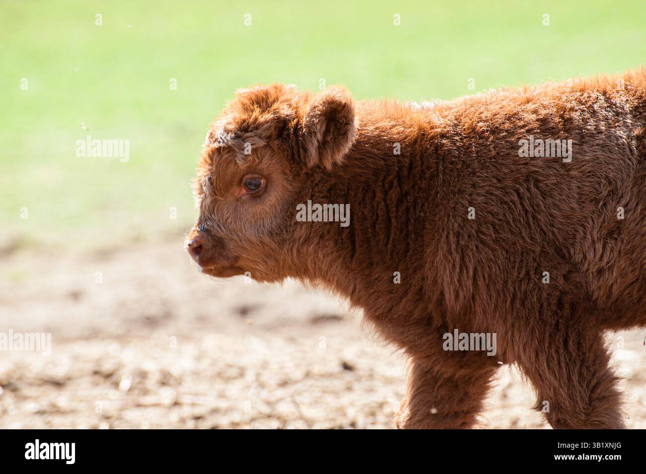 Calfs face hi-res stock photography and images - Alamy
