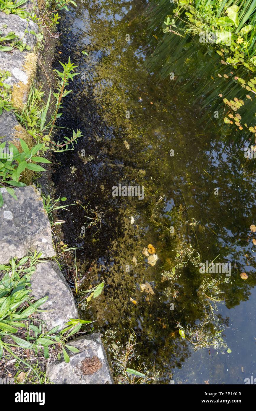 Freshwater tadpoles hi-res stock photography and images - Alamy