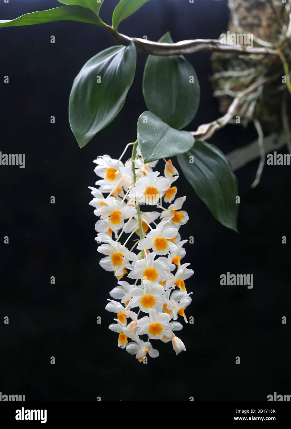 Farmer's Dendrobium Orchid, Dendrobium farmeri, Orchidaceae. Asia ...