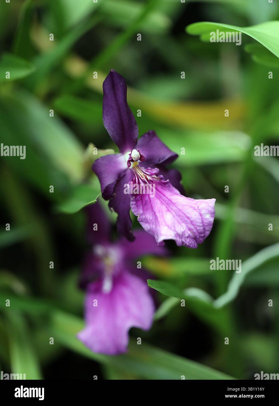 Orchid, Phalaenopsis pulchra, Orchidaceae. Philippines, Asia. The ...