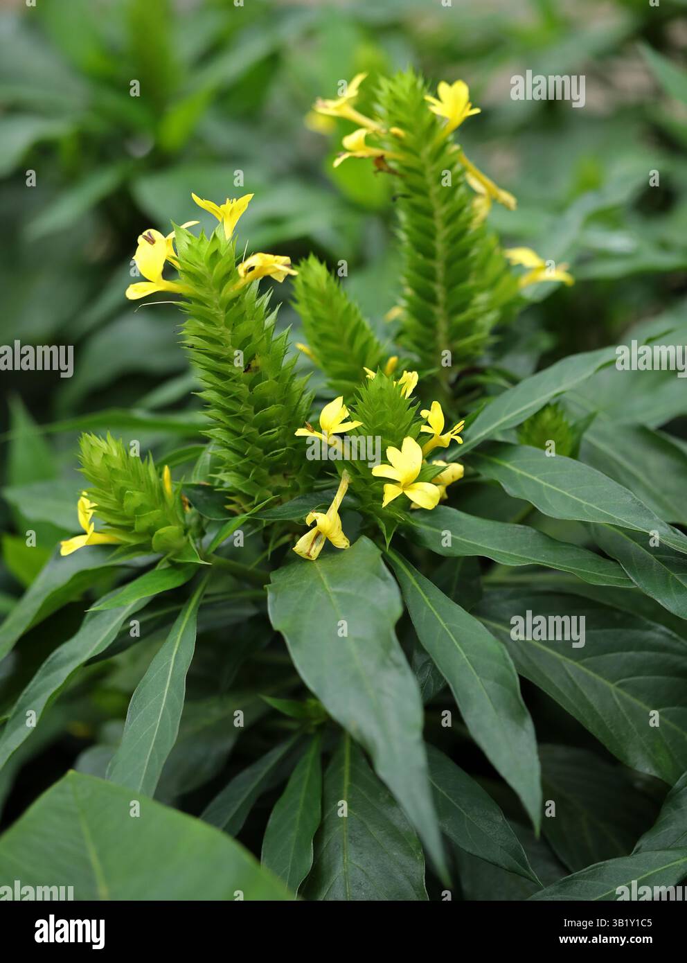 The Giant Yellow Shrimp Plant, Barleria oenotheroides, Acanthaceae. The ...