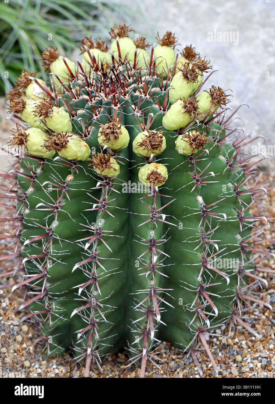 Cactus, Ferocactus peninsulae, Cactaceae. North West Mexico, North ...