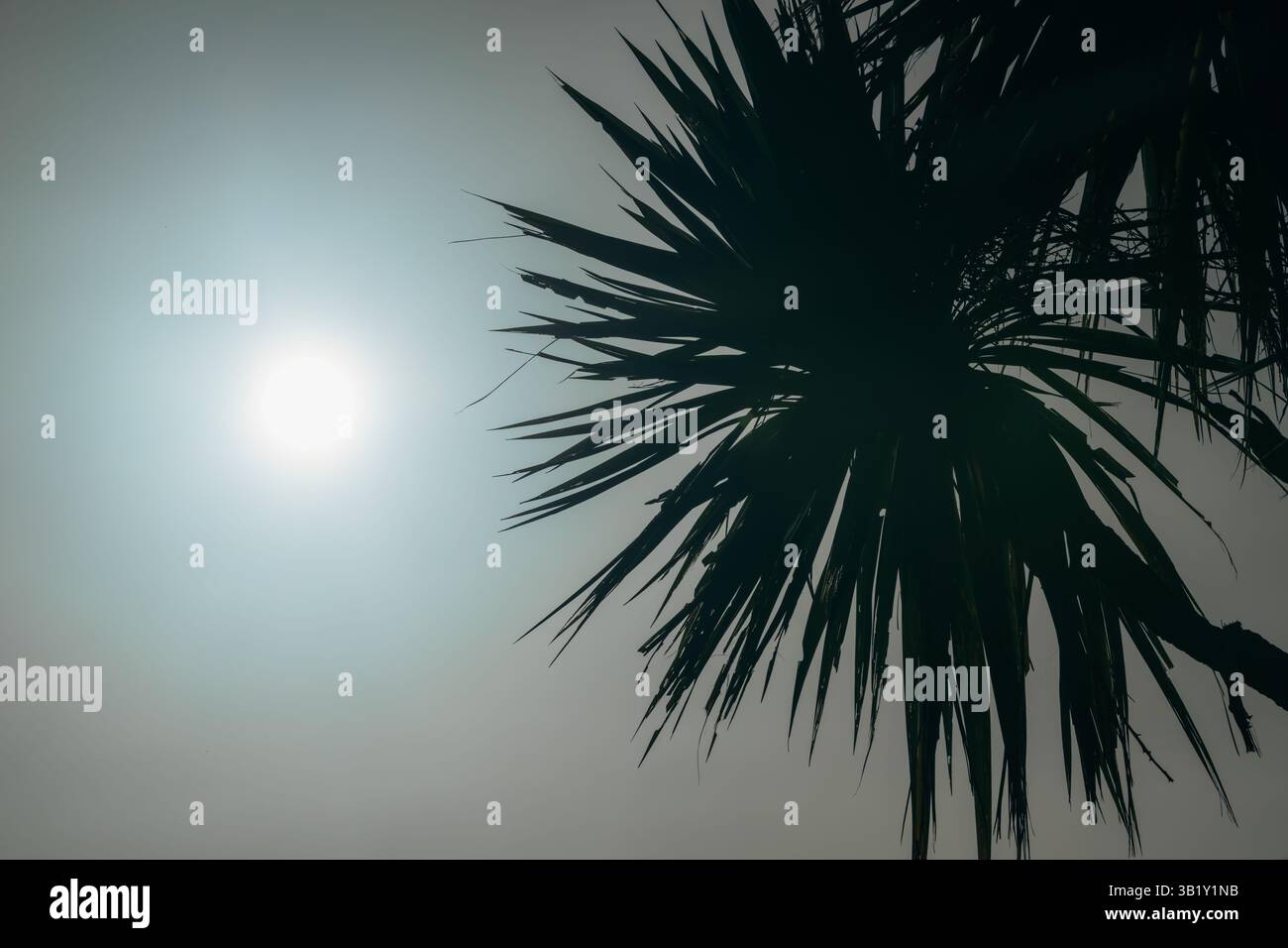 New Zealand cabbage tree in silhouette back-lit by morning sun Stock ...