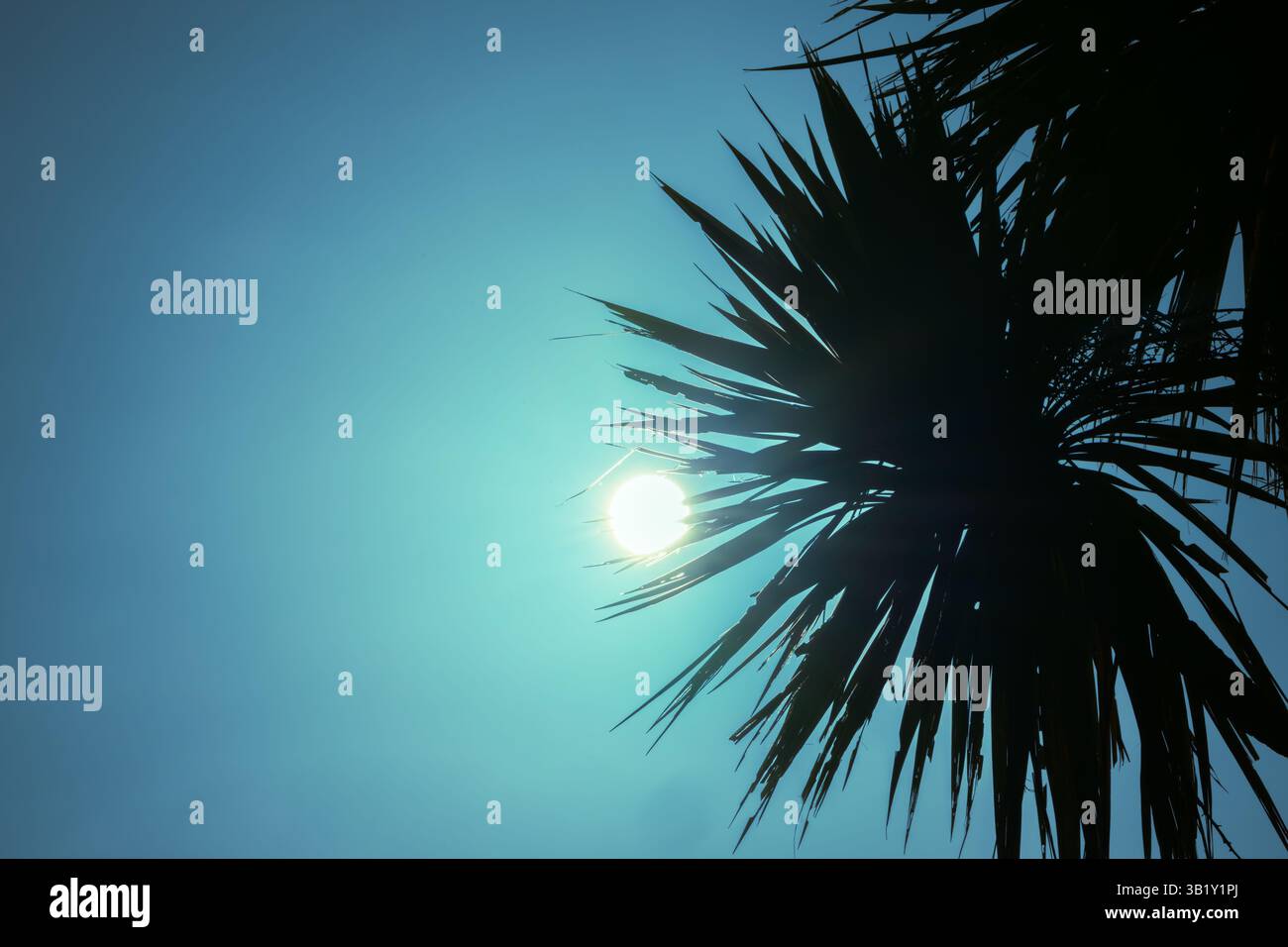 Retro tones New Zealand cabbage tree in silhouette back-lit by morning ...