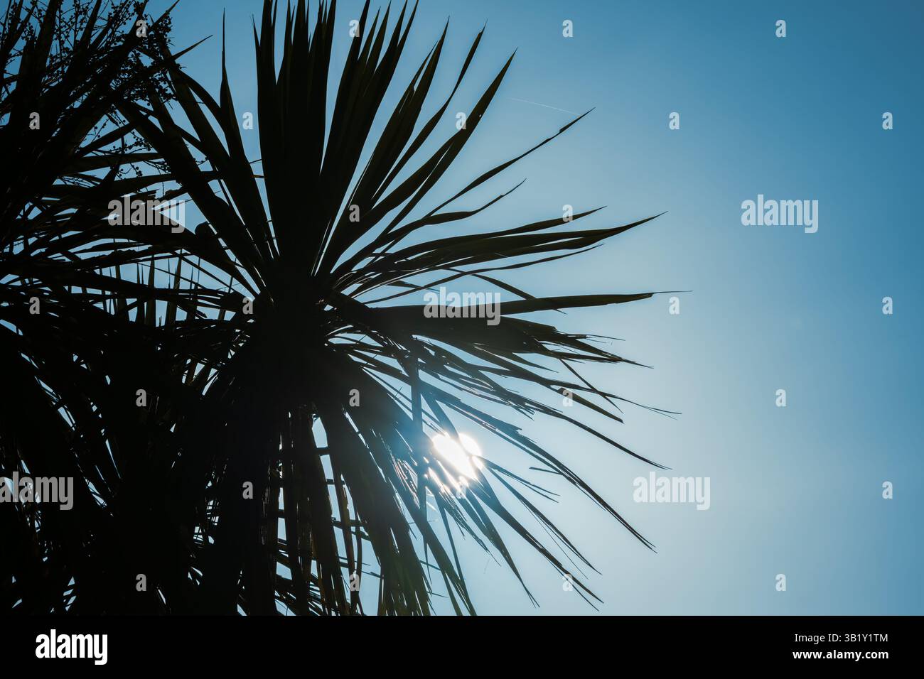 New Zealand cabbage tree in silhouette back-lit by morning sun Stock ...