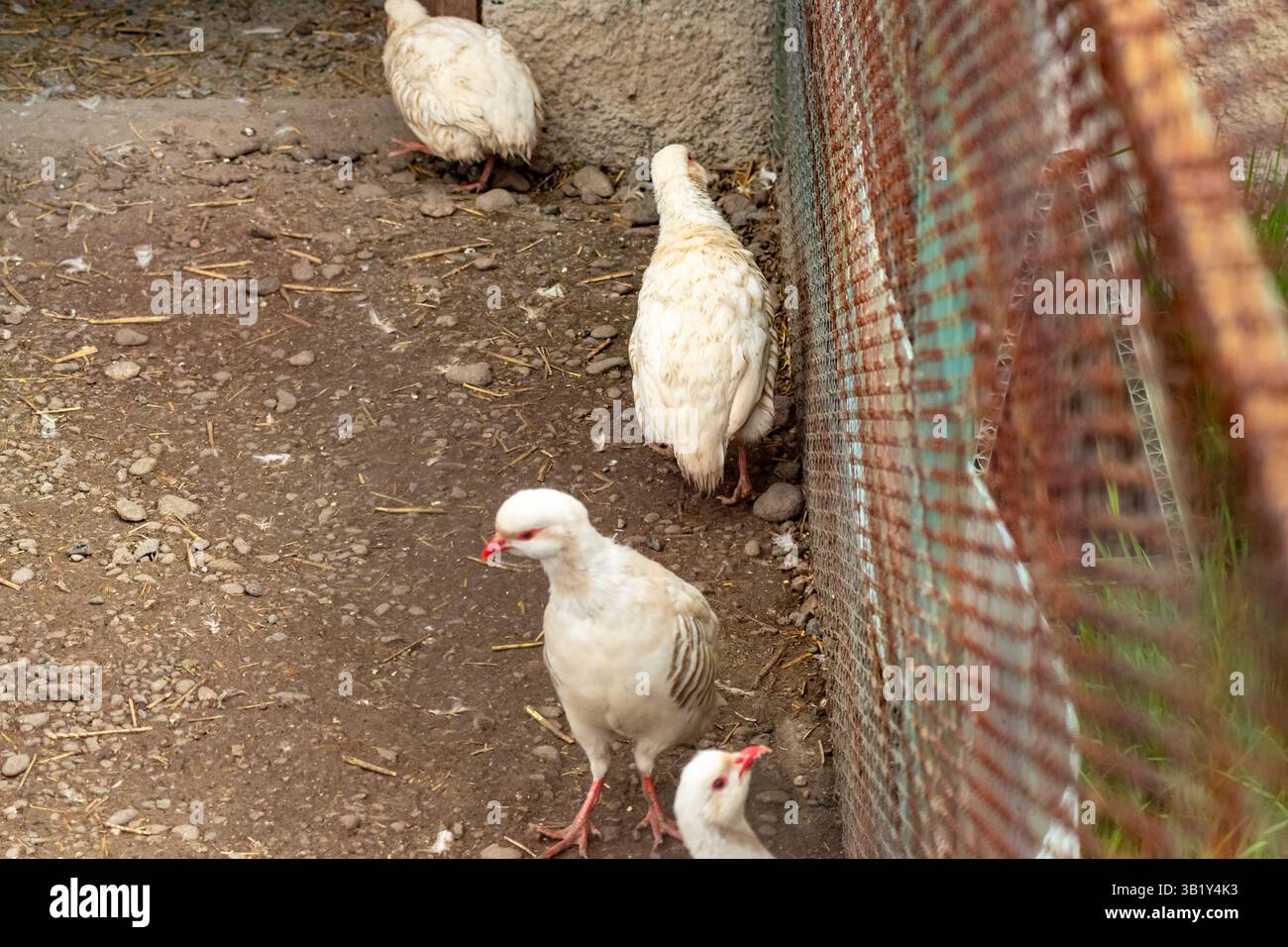 Light-colored flock of partridges with red beaks and soft plumage ...