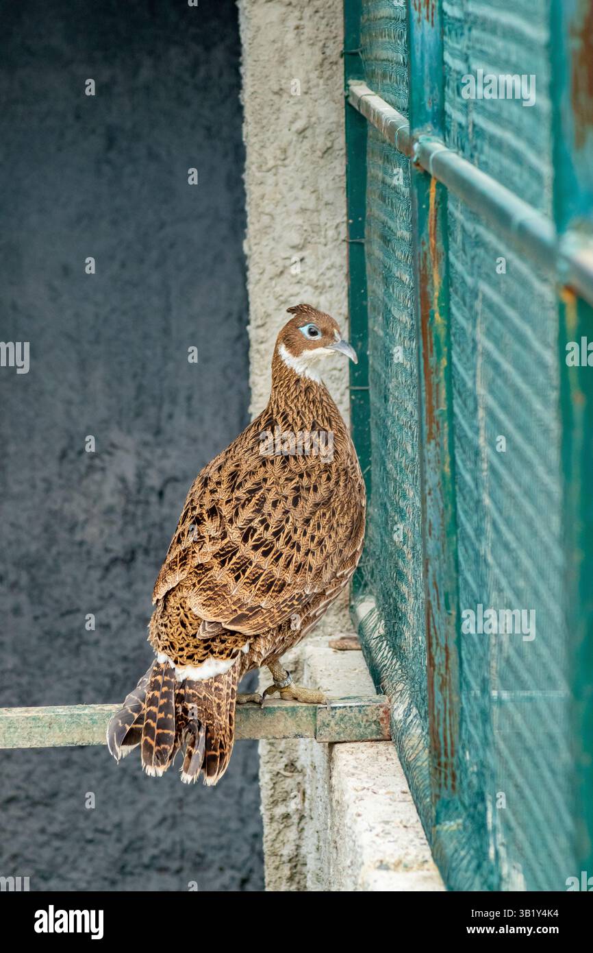 Female pheasant with intricate brown plumage resting near a fence in a ...