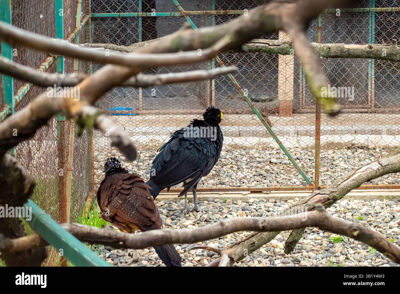 Two elegant Great curassows with dark plumage standing near pebbles and ...