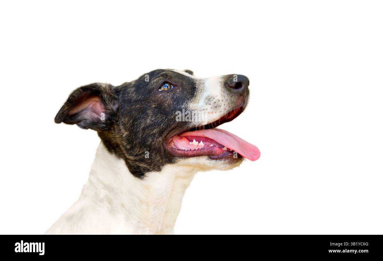 Profile header Cut Out Stock Images & Pictures - Alamy