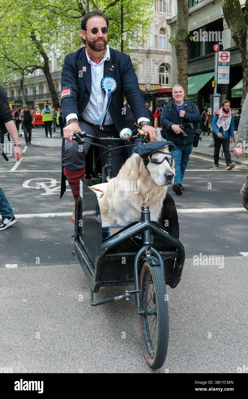 London, UK. 26th April, 2025. A golden retriever dog riding with his ...