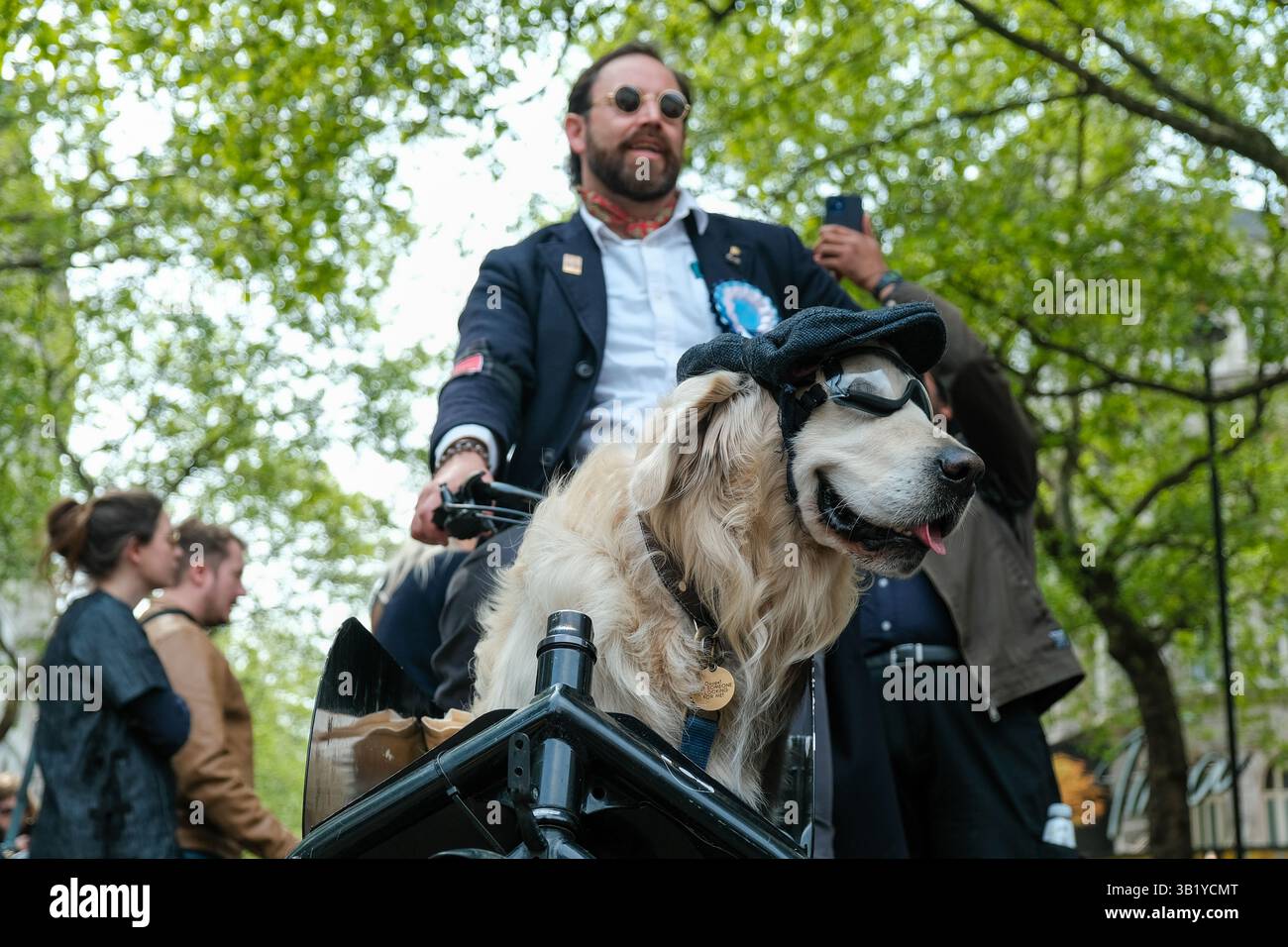 London, UK. 26th April, 2025. A golden retriever dog riding with his ...