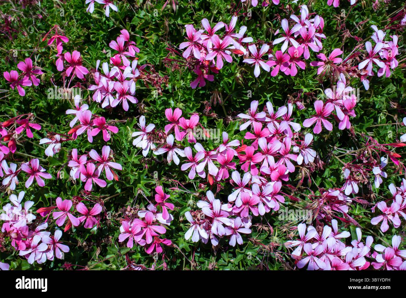 Gardens of Los Padres National Forest, Solvang, California Stock Photo ...