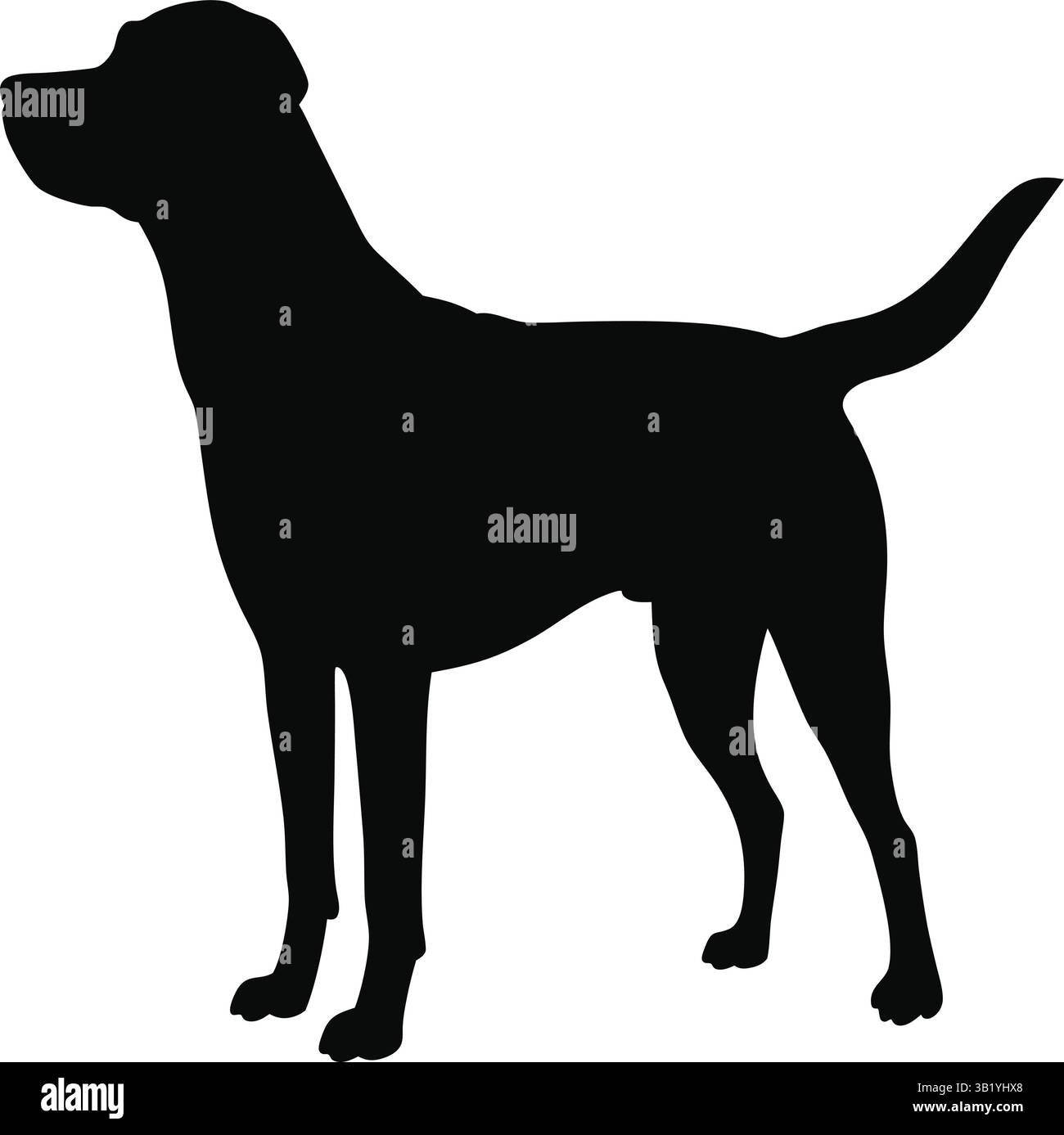 Standing Labrador Dog Silhouette on White Background | Labrador | Dog ...