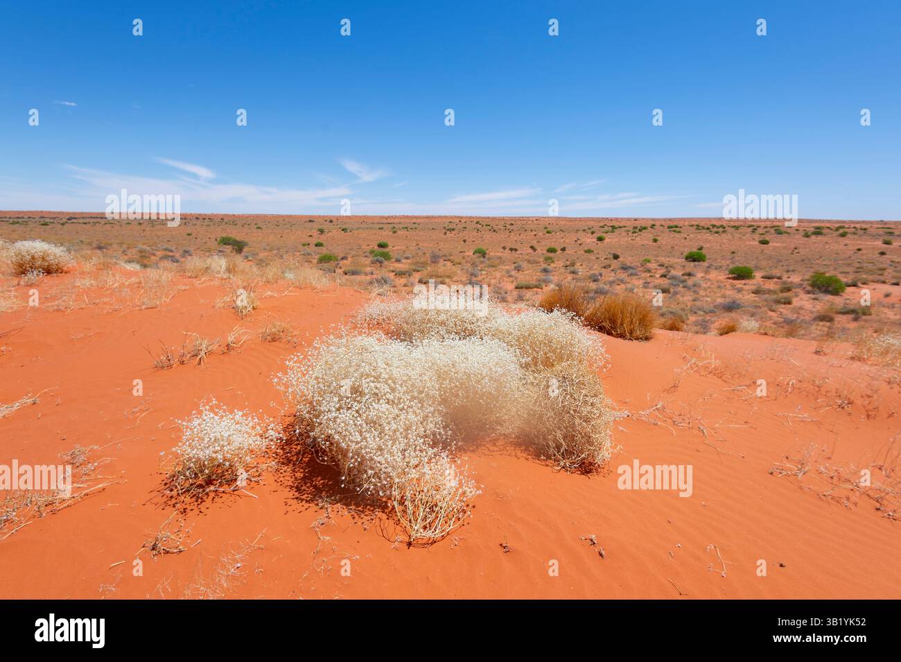 Vegetation on sand dunes in the Simpson Desert, Hay River Track ...