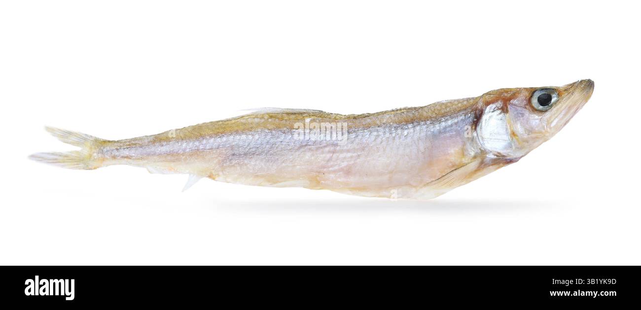 One dried salted smelt fish isolated on white Stock Photo - Alamy