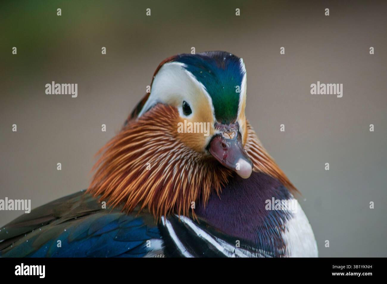 There are many fascinating animals at the Berlin Zoo in Germany ...