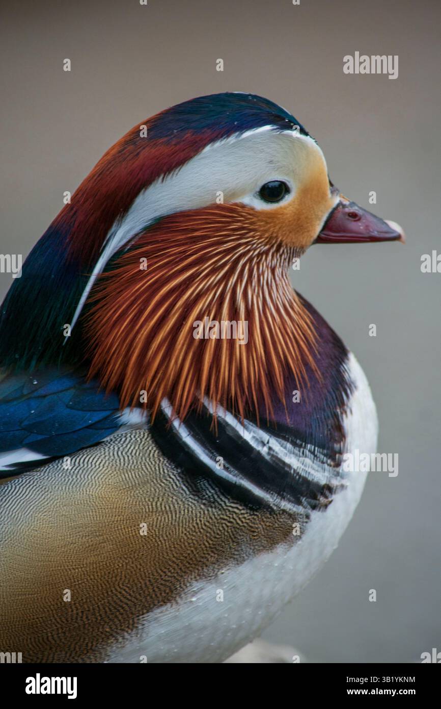 There are many fascinating animals at the Berlin Zoo in Germany ...