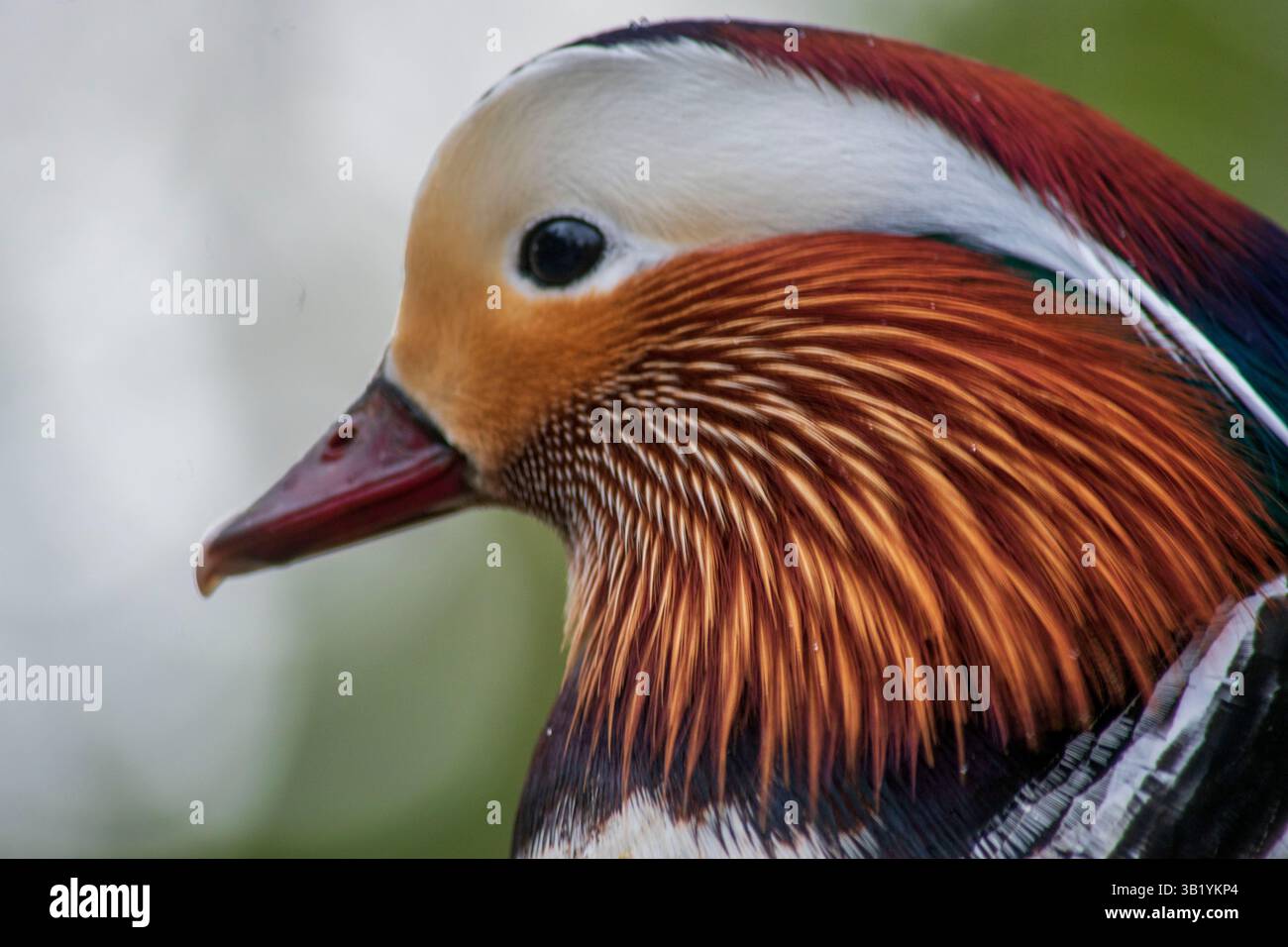 There are many fascinating animals at the Berlin Zoo in Germany ...