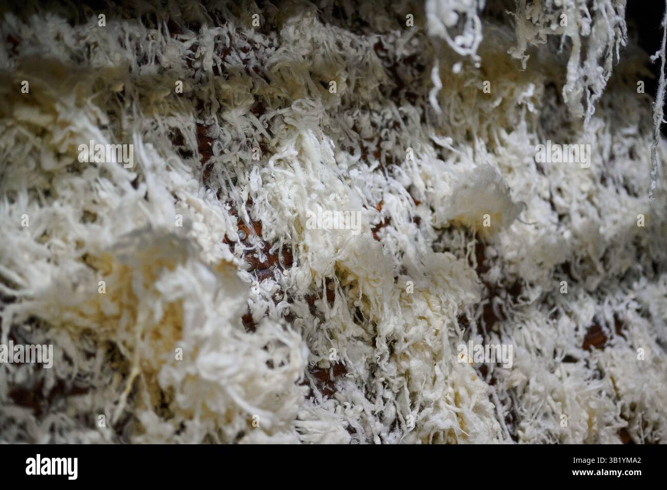 Sheep wool harvested and prepared as raw material for felt production ...