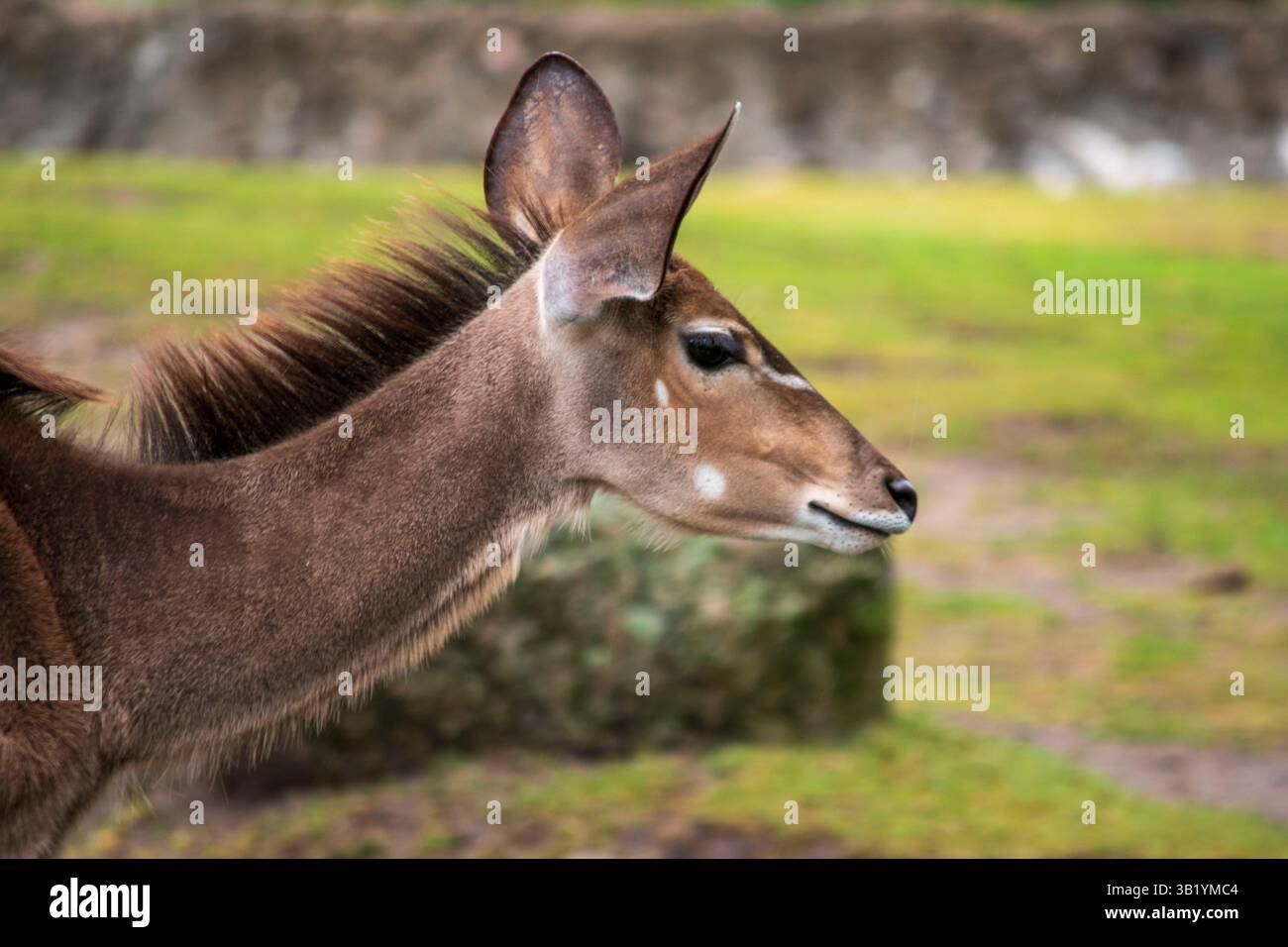 There are many fascinating animals at the Berlin Zoo in Germany ...