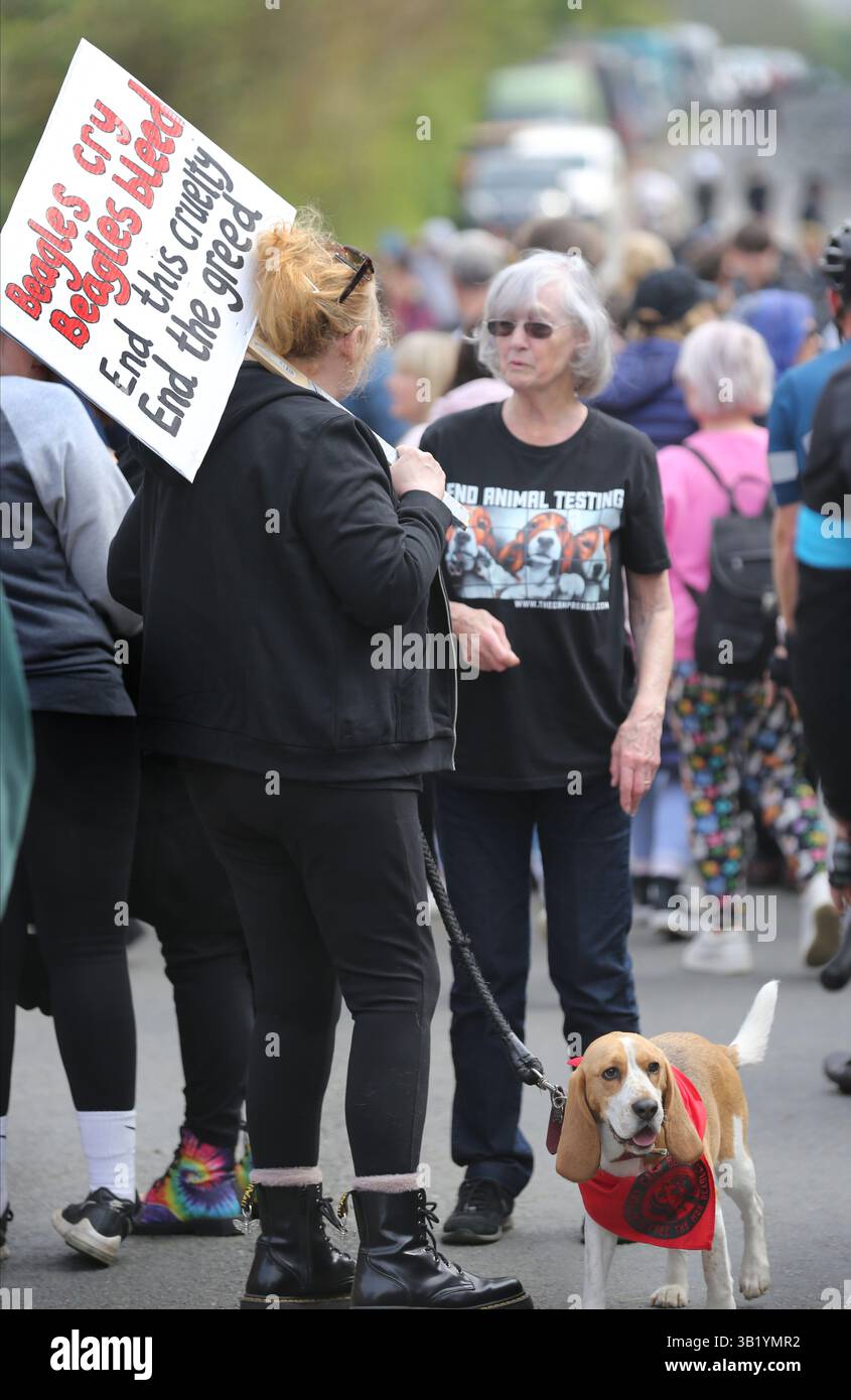 Huntingdon, UK. 26th Apr 2025. Huntingdon, England, UK. 26th Apr, 2025 ...