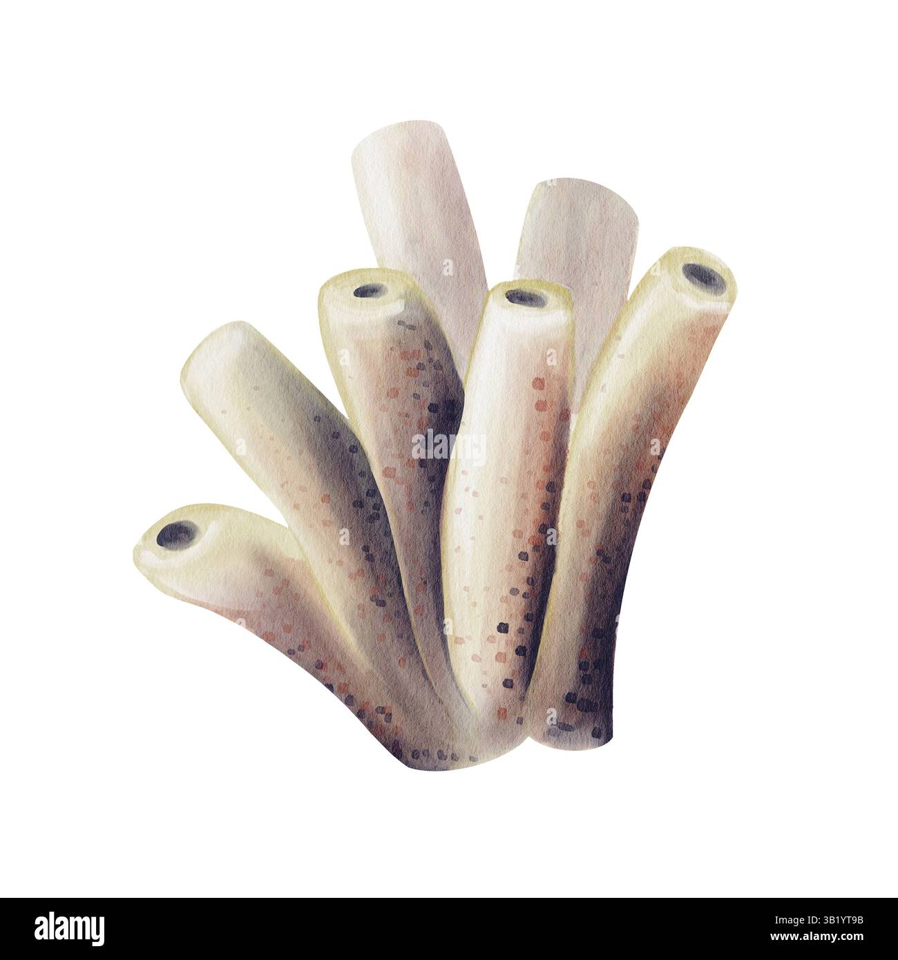 Sea sponge. underwater multicellular animal. Long tube corals ...