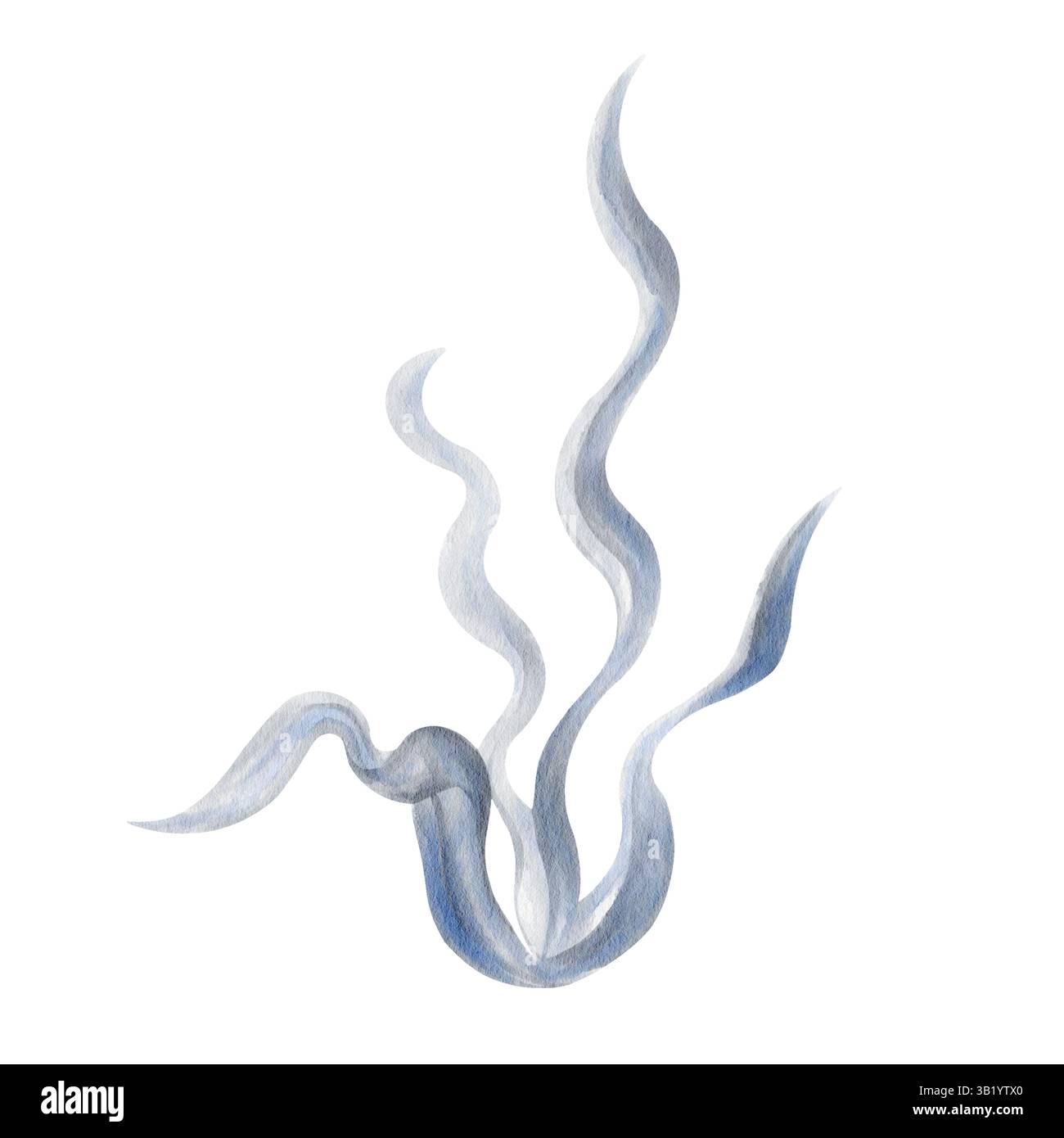 Sea and river algae. Long flat leaves are stretched upwards and curved ...