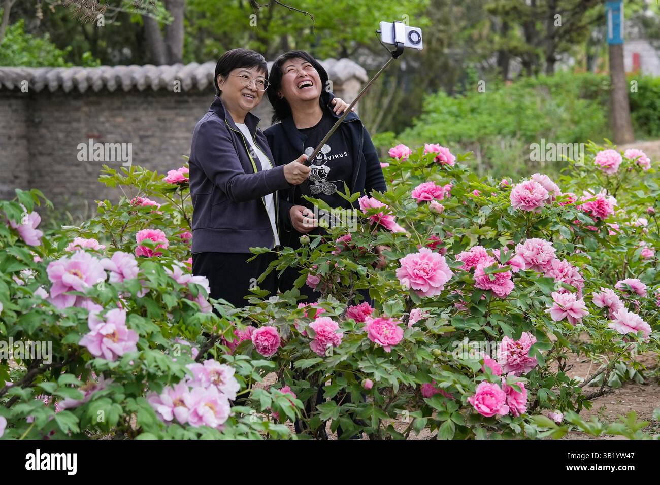 **CHINESE MAINLAND, HONG KONG, MACAU AND TAIWAN OUT** Peony flowers ...
