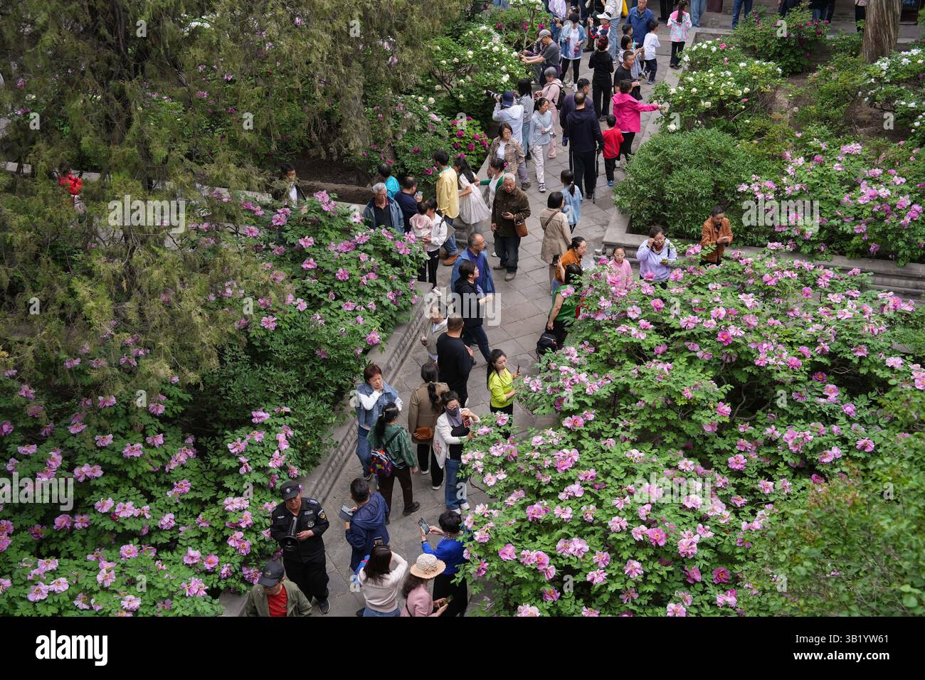 **CHINESE MAINLAND, HONG KONG, MACAU AND TAIWAN OUT** Peony flowers ...