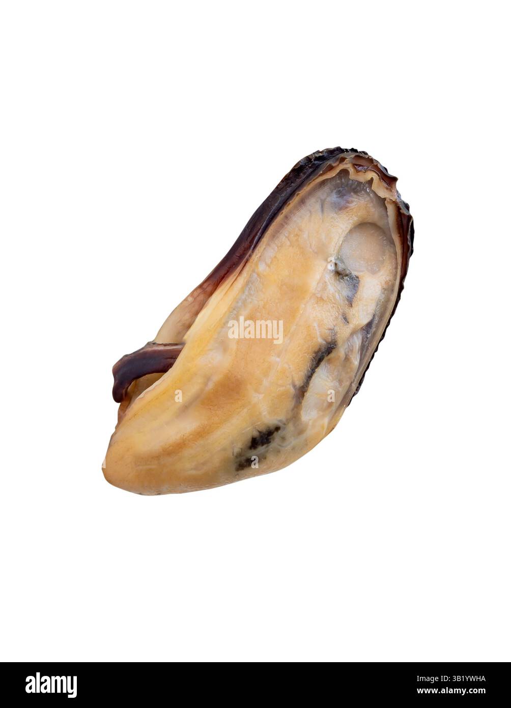 Side view of single cooked green mussels meat is isolated on white ...