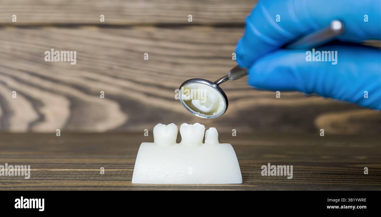 Dental treatment training model hi-res stock photography and images - Alamy