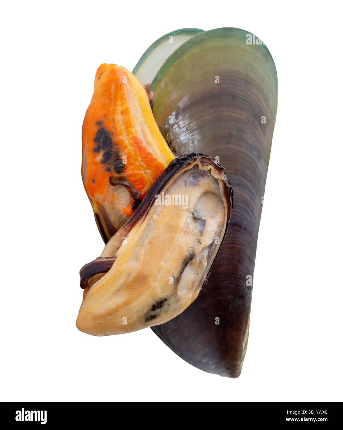 Three cooked or steamed green mussels with green mussels meat in stack ...