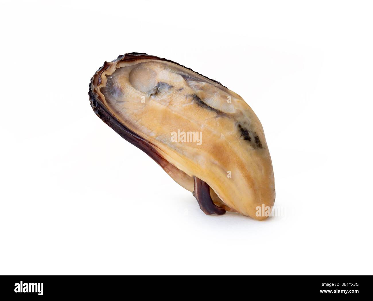 Side view of single cooked green mussels meat is isolated on white ...