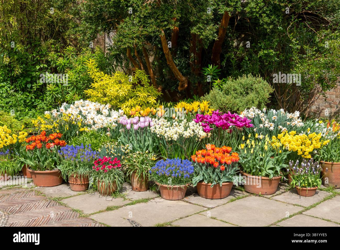 Spring bulbs at Great Dixter, East Sussex, UK Stock Photo - Alamy