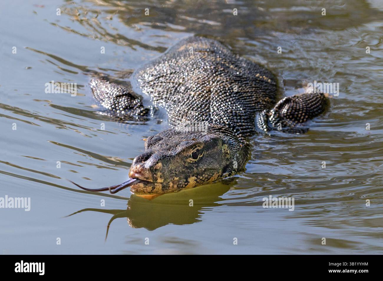Asian Water Monitor lizard (Varanus salvator) swimming in the lake at ...