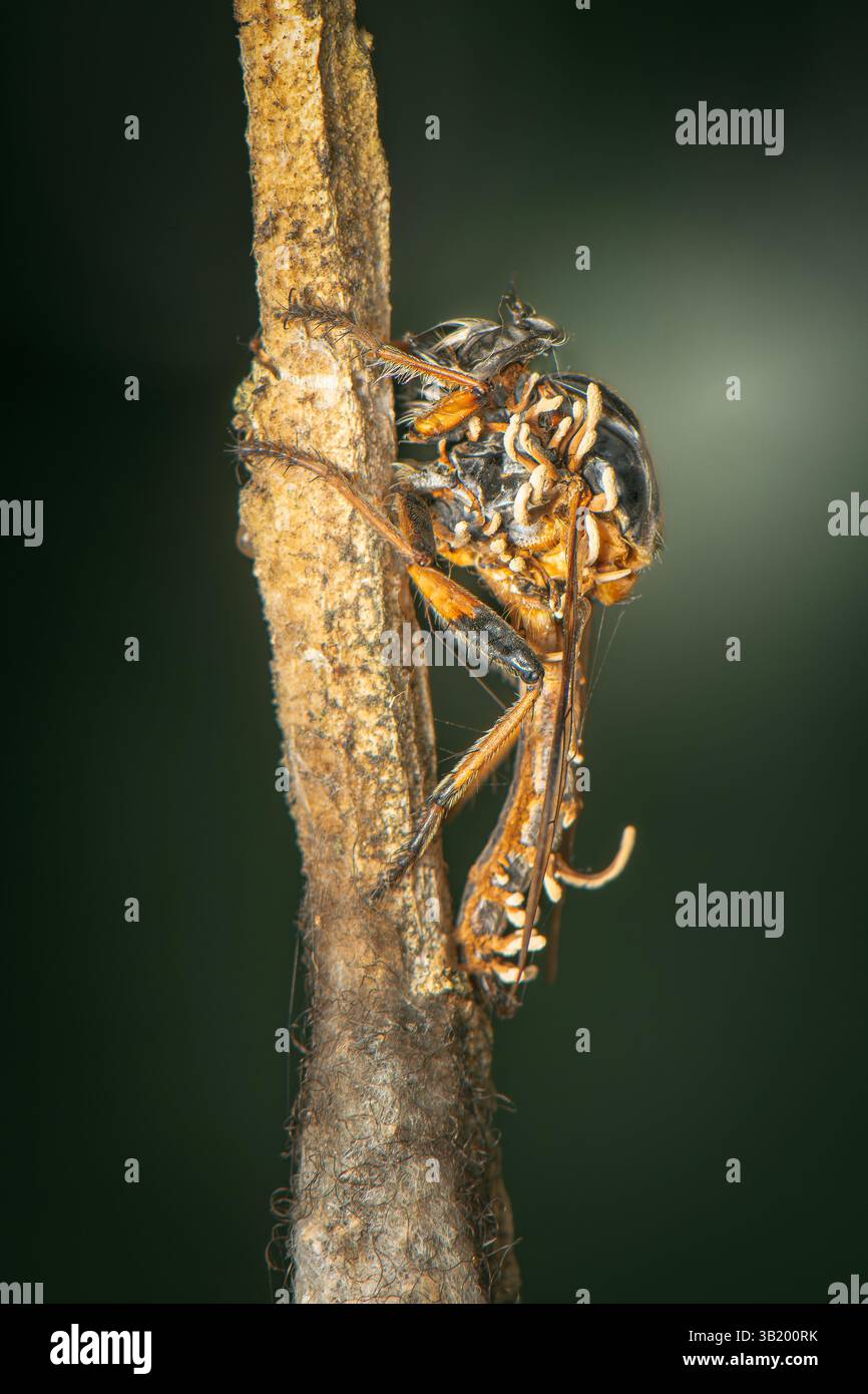 Robber flies, like all insects, possess an exoskeleton, which is their ...